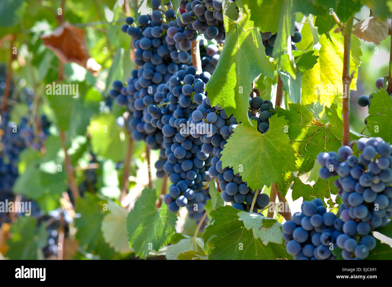 Red grape sonoma hi-res stock photography and images - Alamy