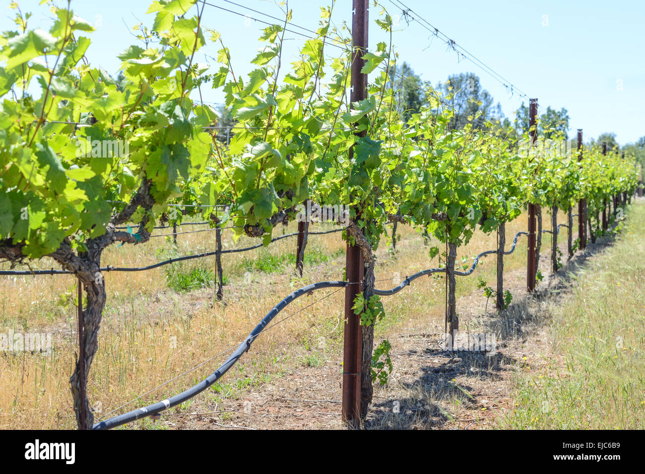 Grape Vine in Spring Napa Stock Photo - Alamy