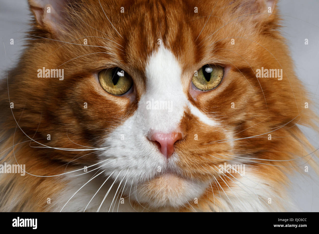 closeup ginger Maine Coon cat Stock Photo - Alamy