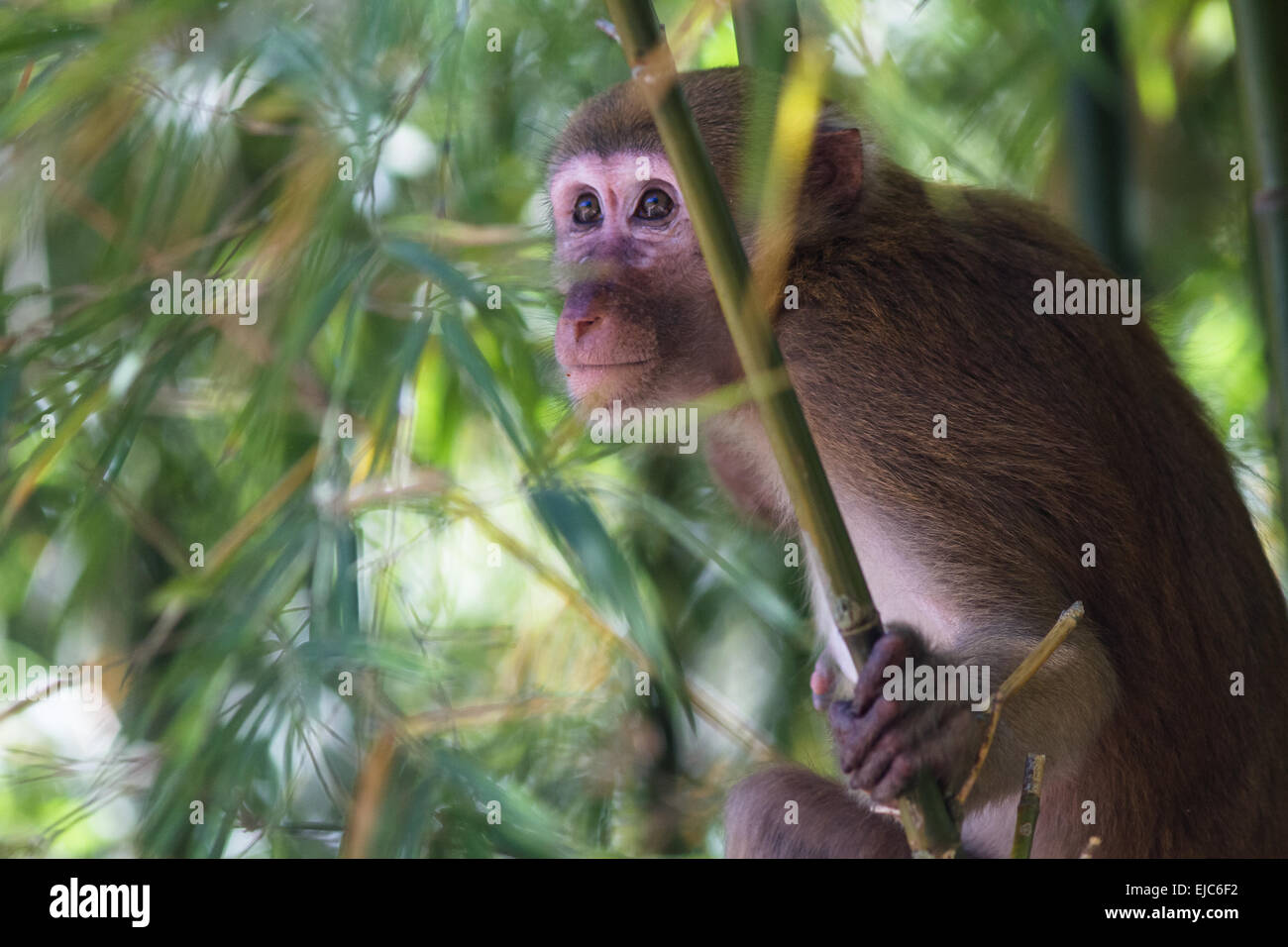 Animals of assam hi-res stock photography and images - Alamy