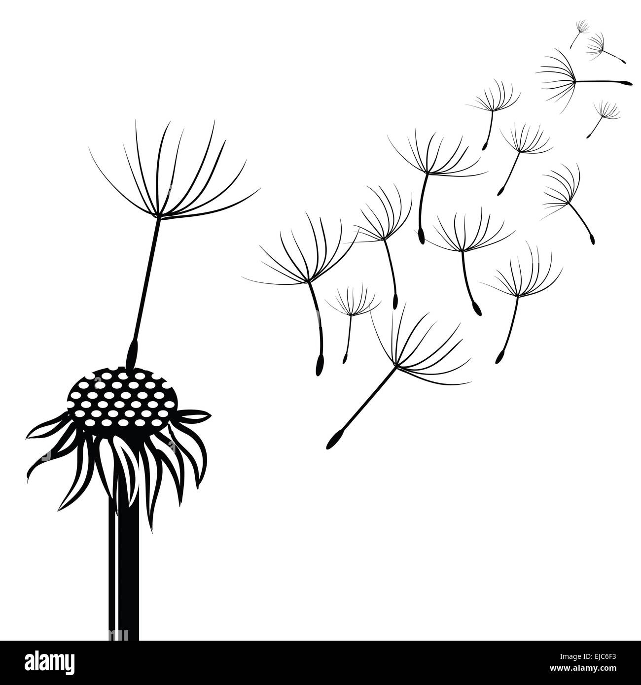 Dandelion flora summer nature seed flower fluffy plant botany beauty ...