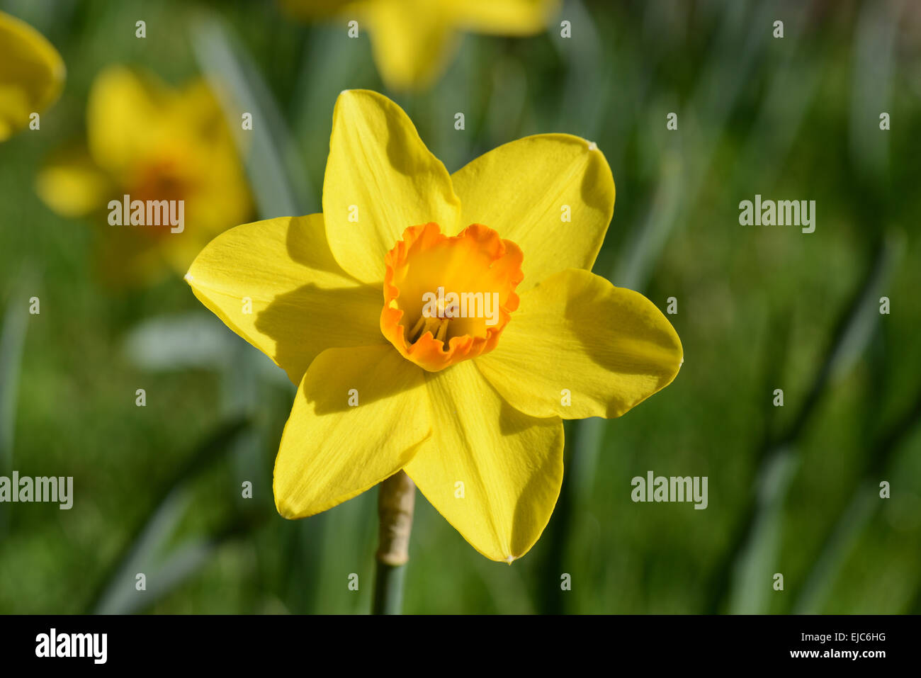 Daffodil in Spring Stock Photo - Alamy