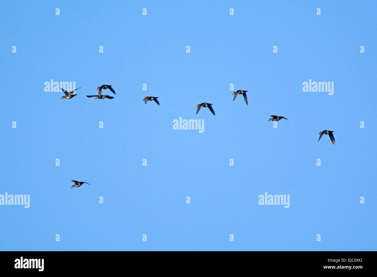 Flying ducks hi-res stock photography and images - Alamy
