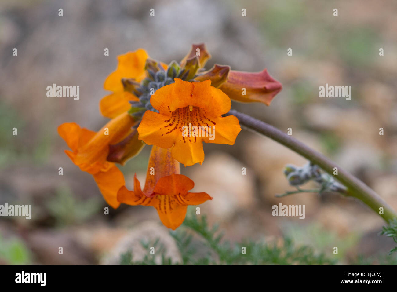 Argylia radiata hi-res stock photography and images - Alamy