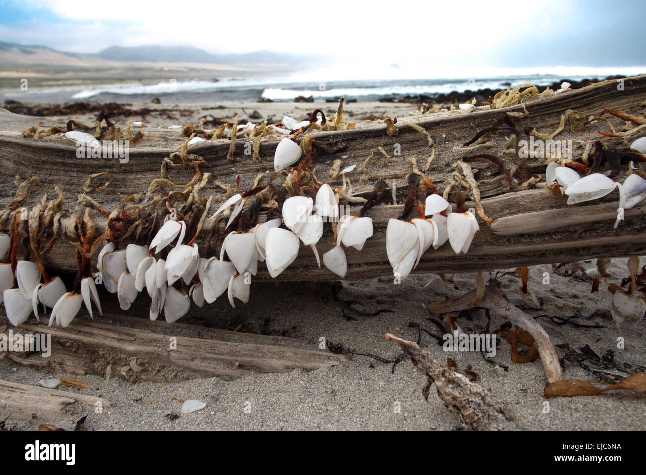 Goose barnacle hi-res stock photography and images - Alamy