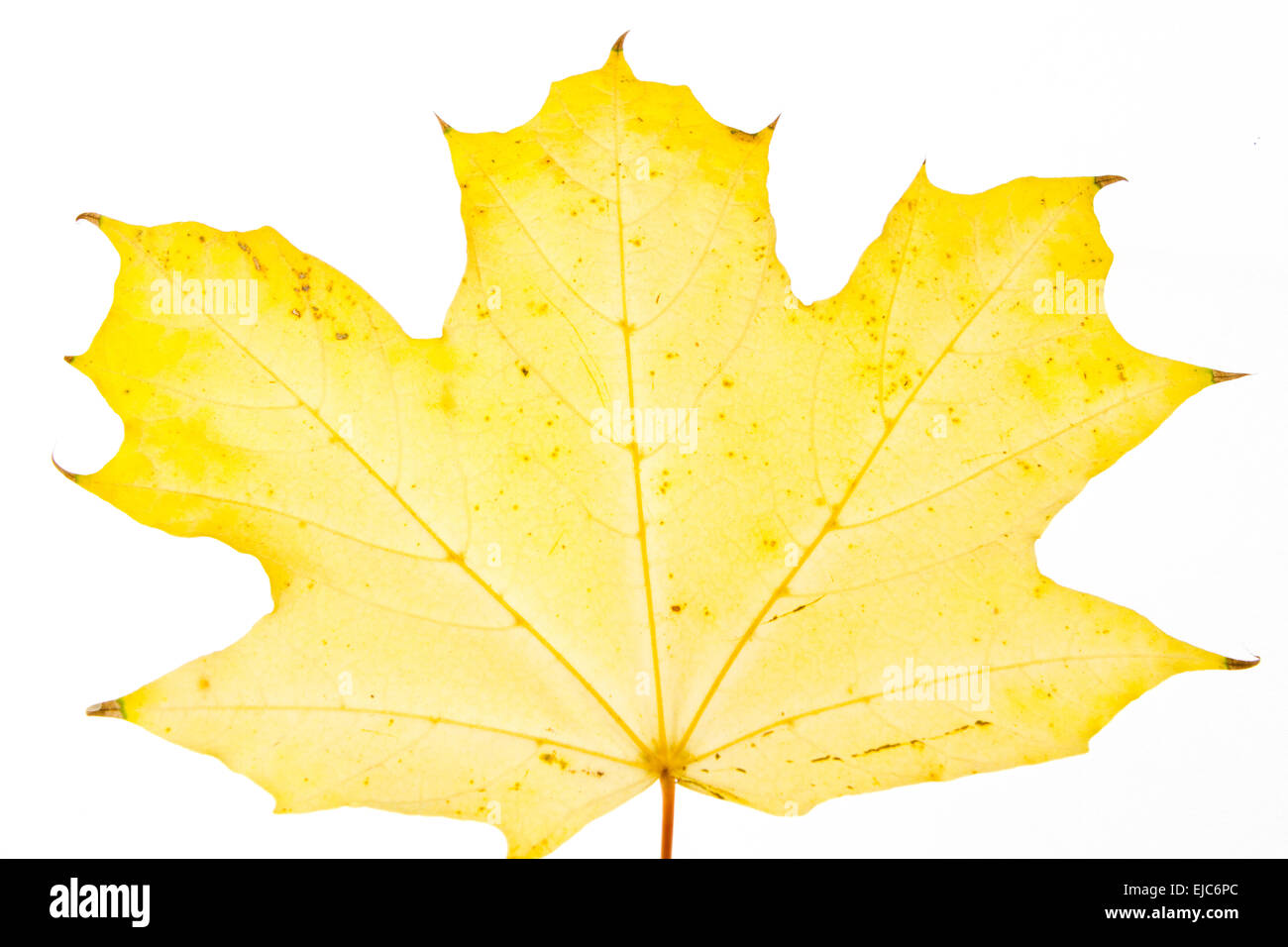 Maple yellow leaf Cut Out Stock Images & Pictures - Alamy