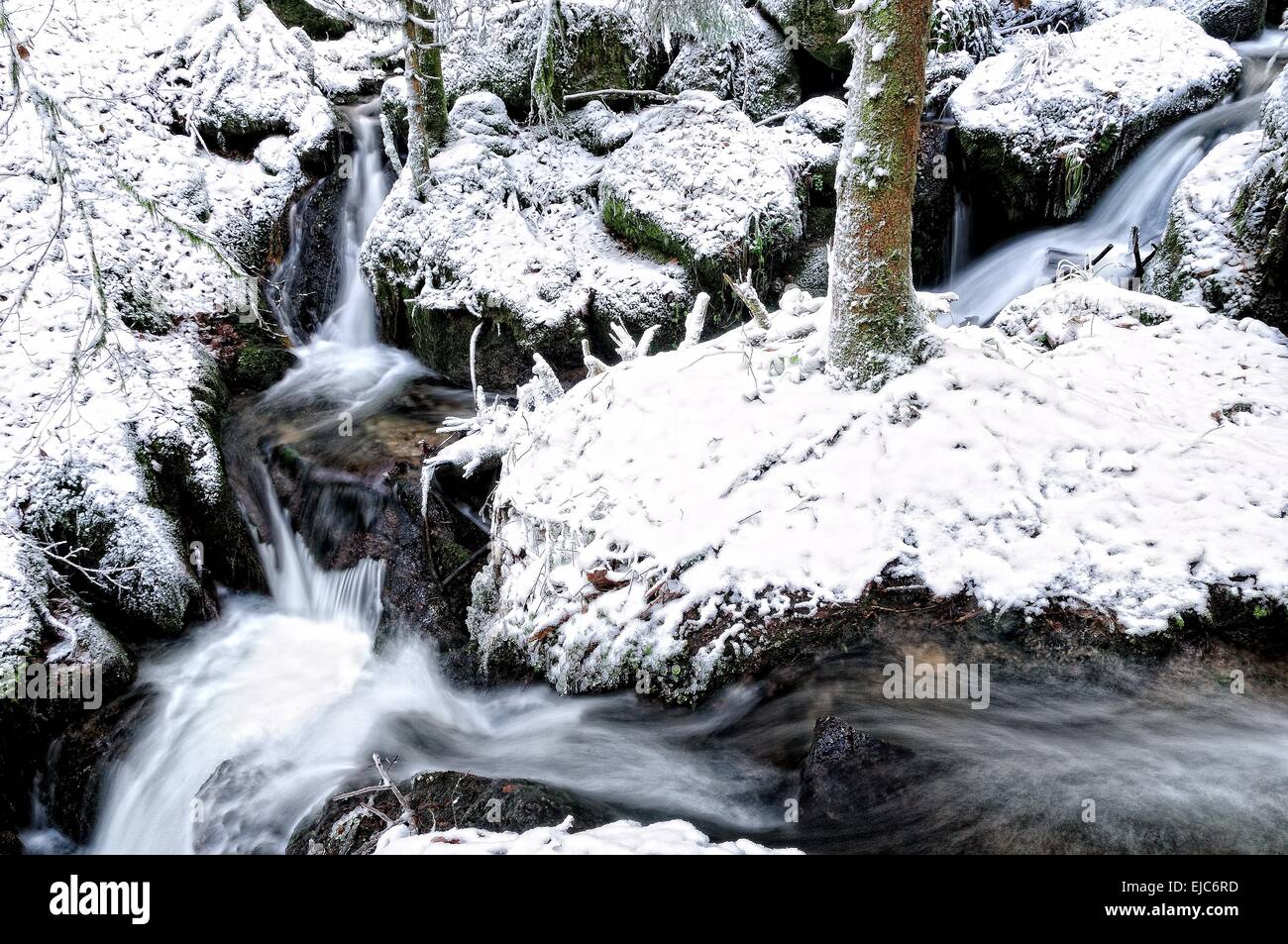 Snow and water around the tree Stock Photo - Alamy