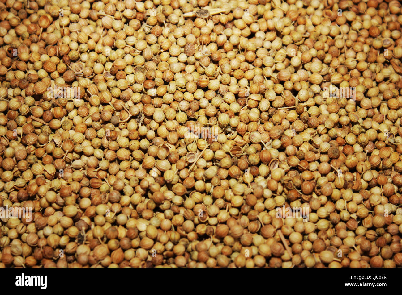 Coriander grain hi-res stock photography and images - Alamy