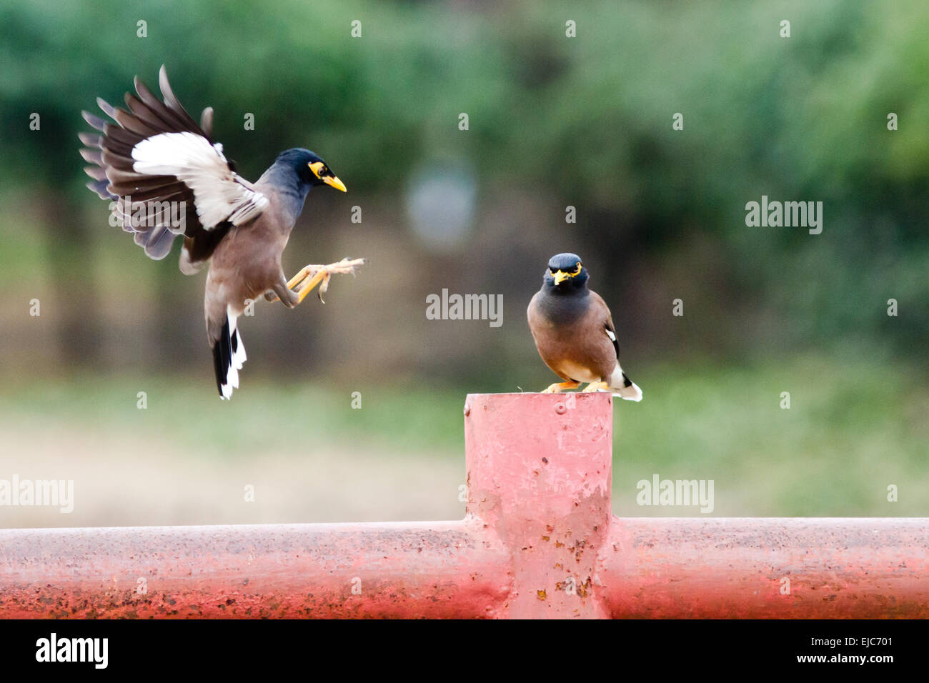 Common myna hi-res stock photography and images - Alamy