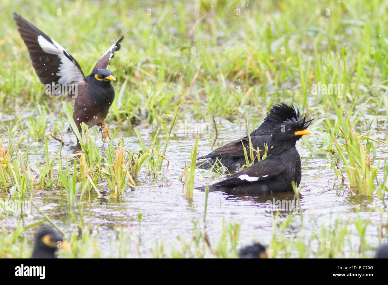 White myna hi-res stock photography and images - Alamy