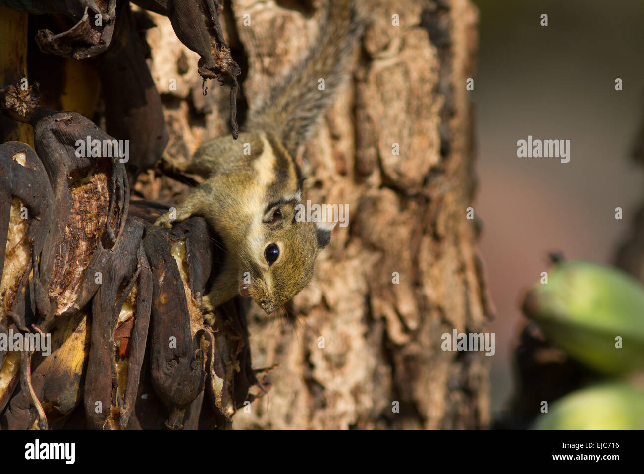 Himalayan striped squirrel Stock Photo - Alamy