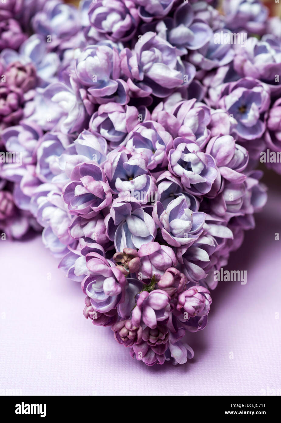 Double Lilac (Syringa vulgaris) Alice Christiansen Stock Photo - Alamy
