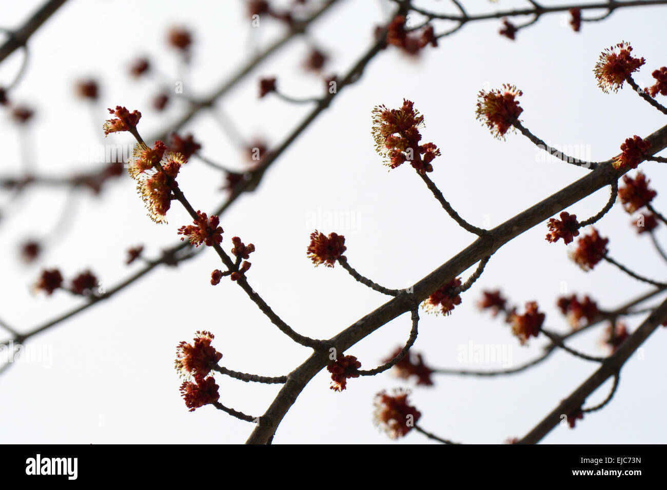 Budding tree hi-res stock photography and images - Alamy