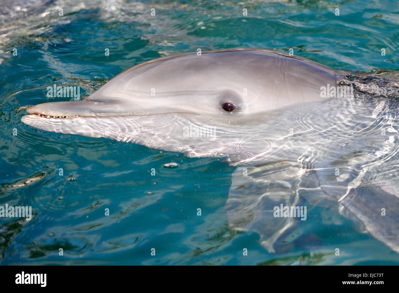 Dolphin face hi-res stock photography and images - Alamy