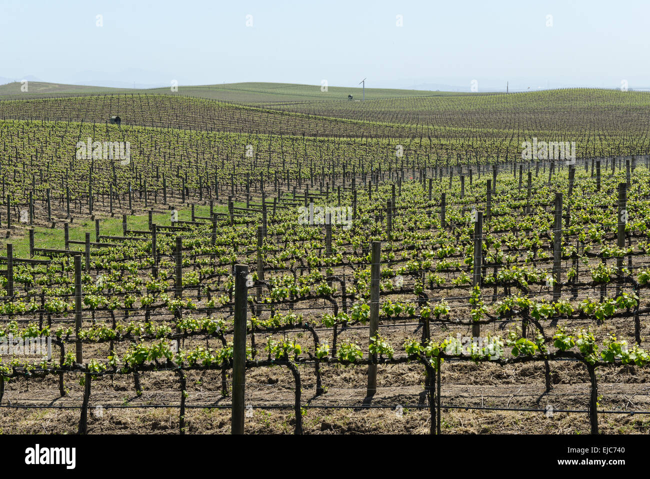 Golden grape growing in hi-res stock photography and images - Alamy