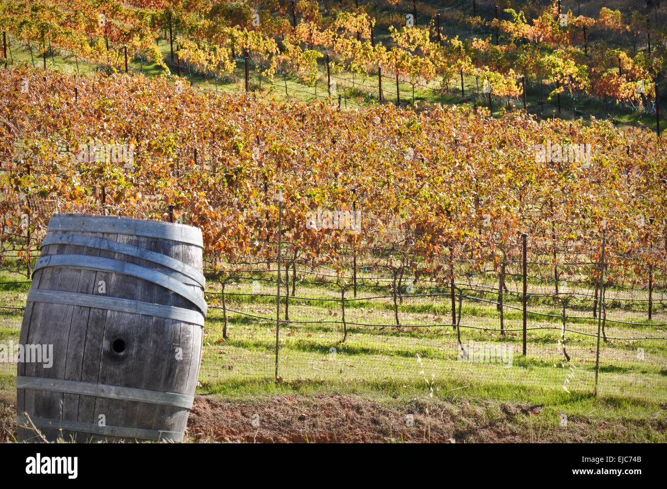 Wine Barrel in Fall Stock Photo - Alamy