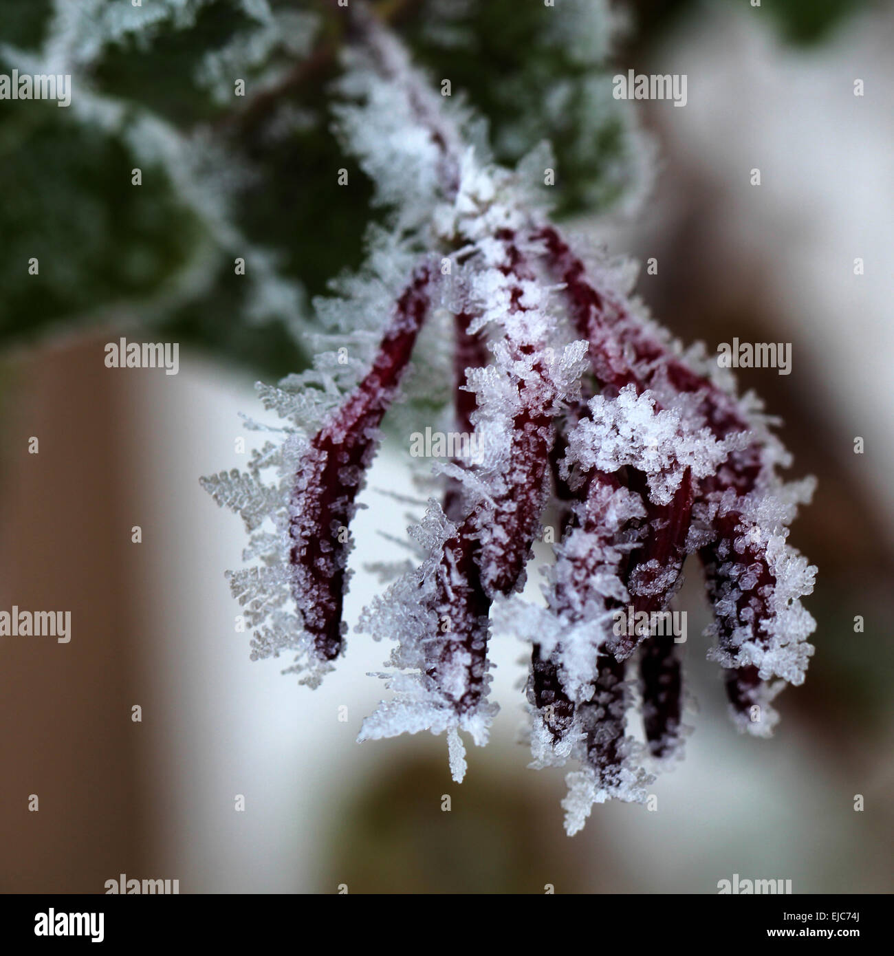 Hoarfrost formation hi-res stock photography and images - Alamy
