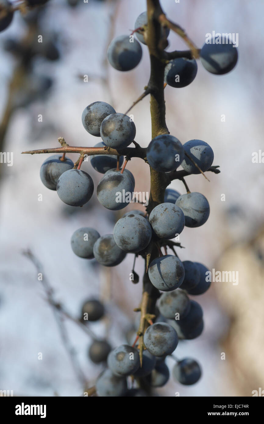 Sloe hi-res stock photography and images - Alamy