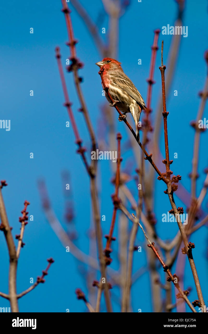 A house finch sits perched on tree branch Stock Photo - Alamy