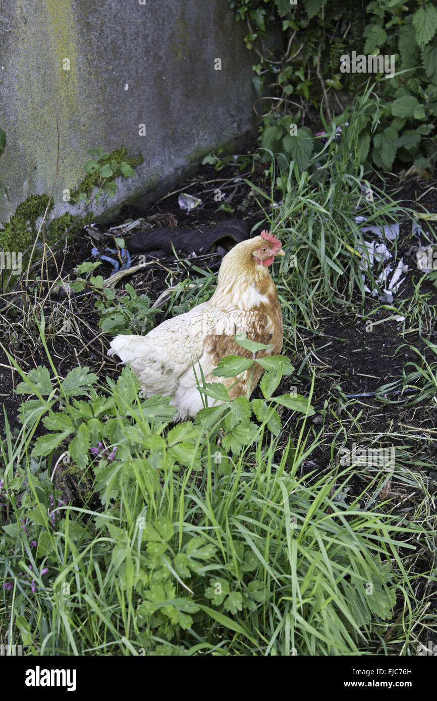 Hen shape hi-res stock photography and images - Alamy