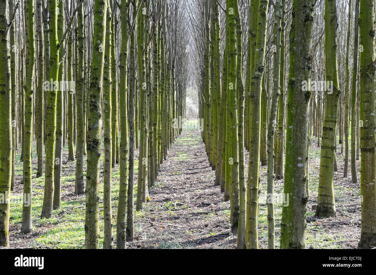 from sheer trees can not see the forest Stock Photo - Alamy