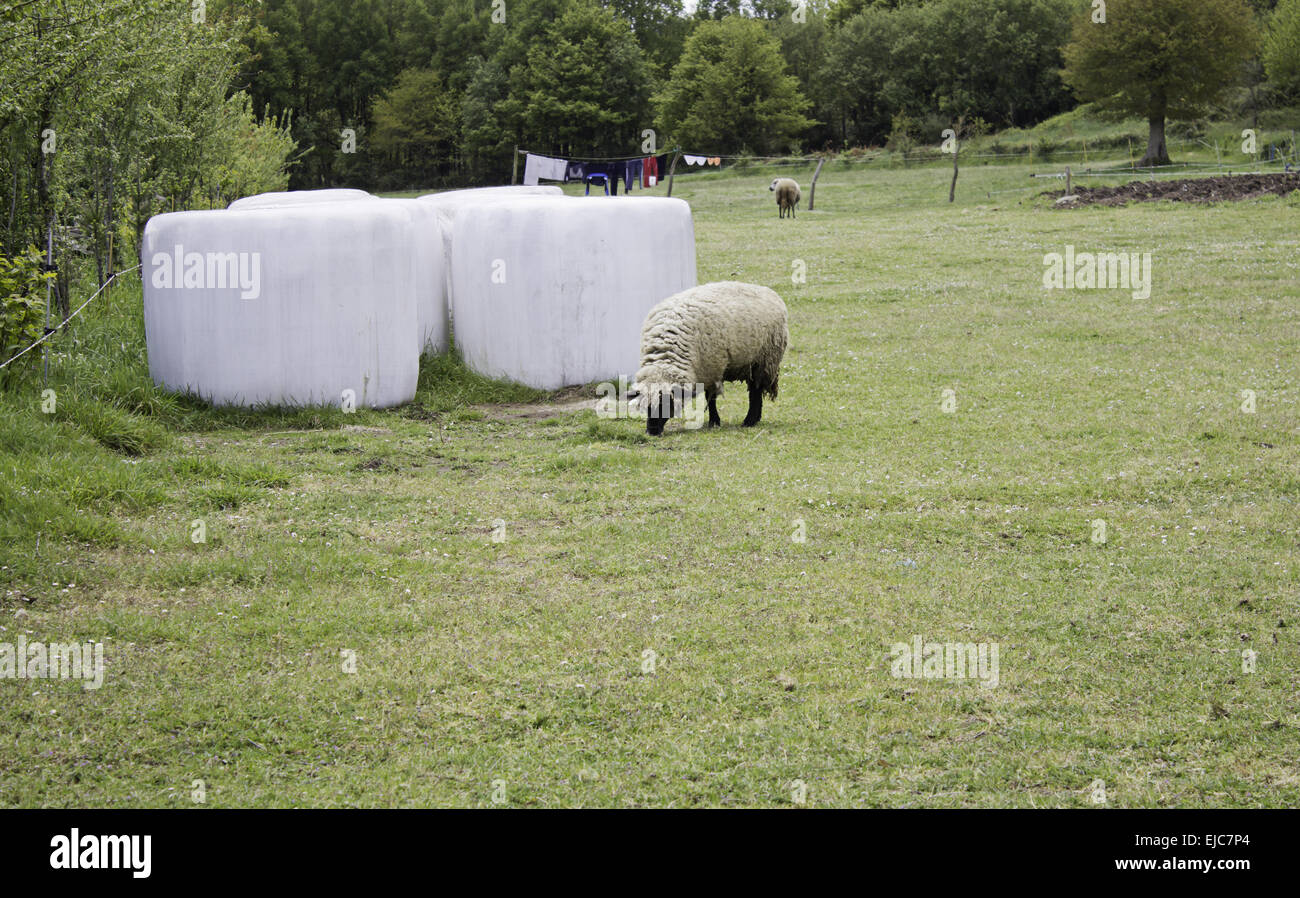 Meadows and animals hi-res stock photography and images - Alamy