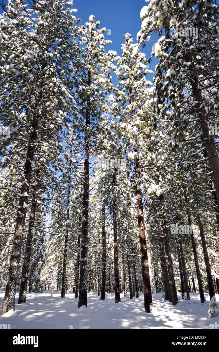 Snow Covered Pine Trees Stock Photo - Alamy