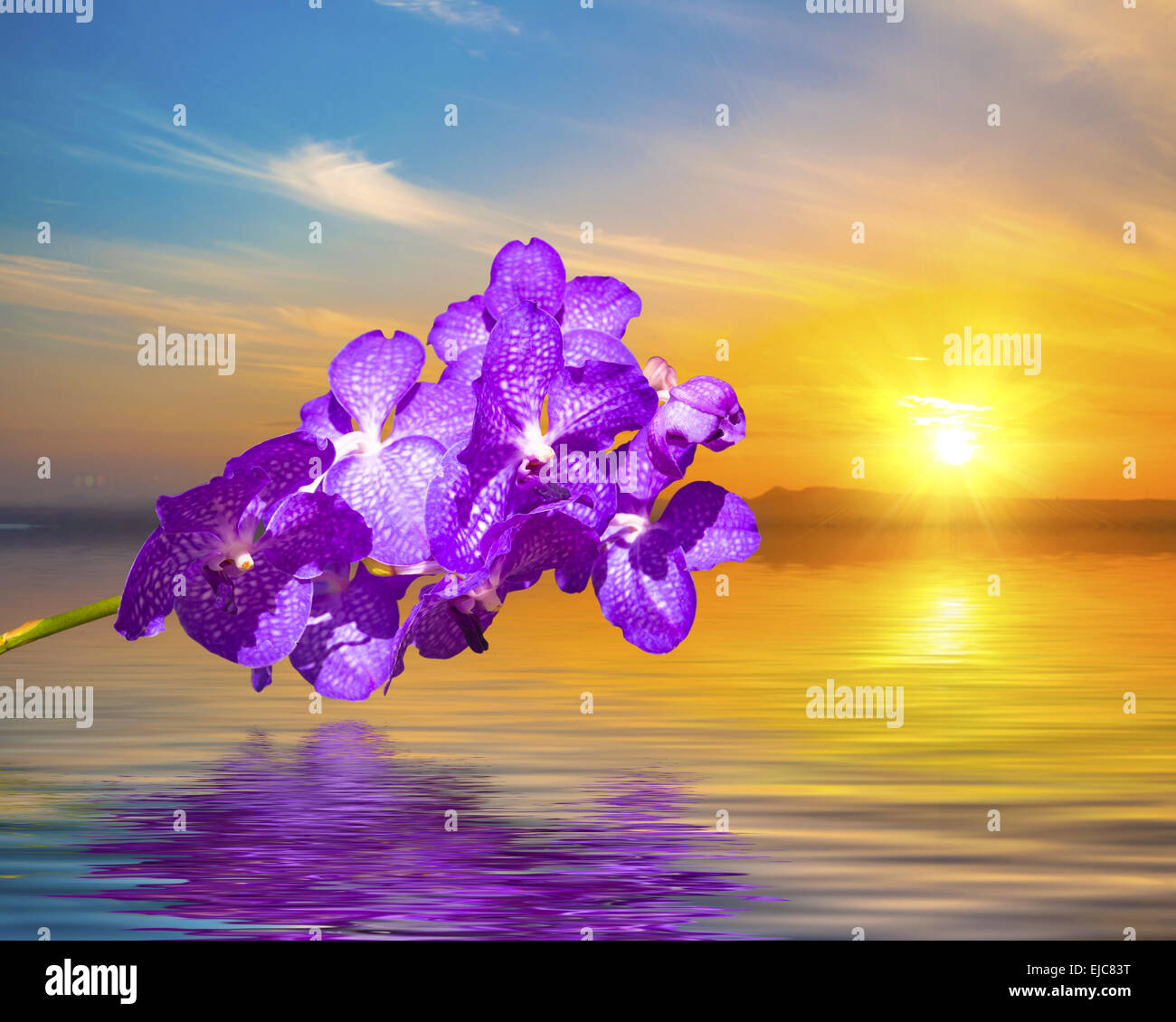 Orchid vanda coerulea hi-res stock photography and images - Alamy