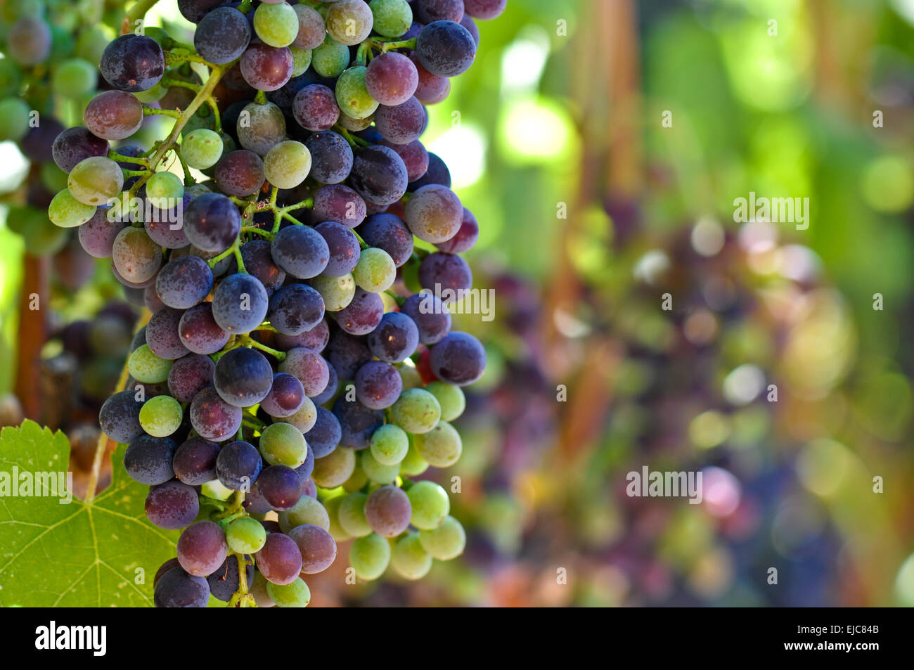 Red and Green Grapes on the Vine Stock Photo - Alamy