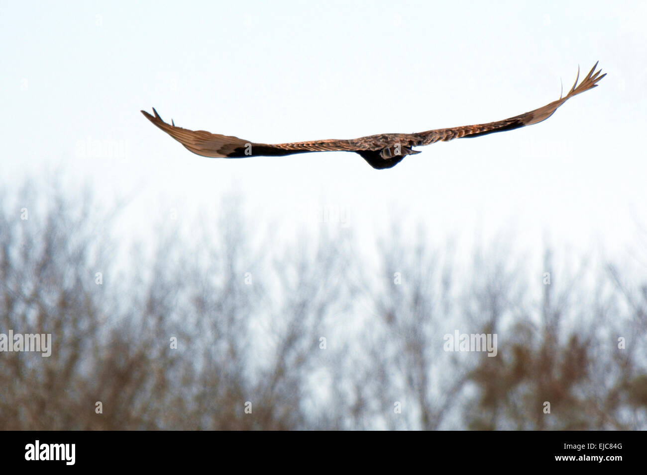 Turkey vulture wingspan hi-res stock photography and images - Alamy