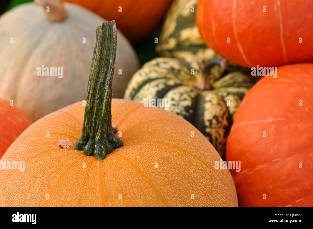 Pumpkins Close Up Stock Photo - Alamy