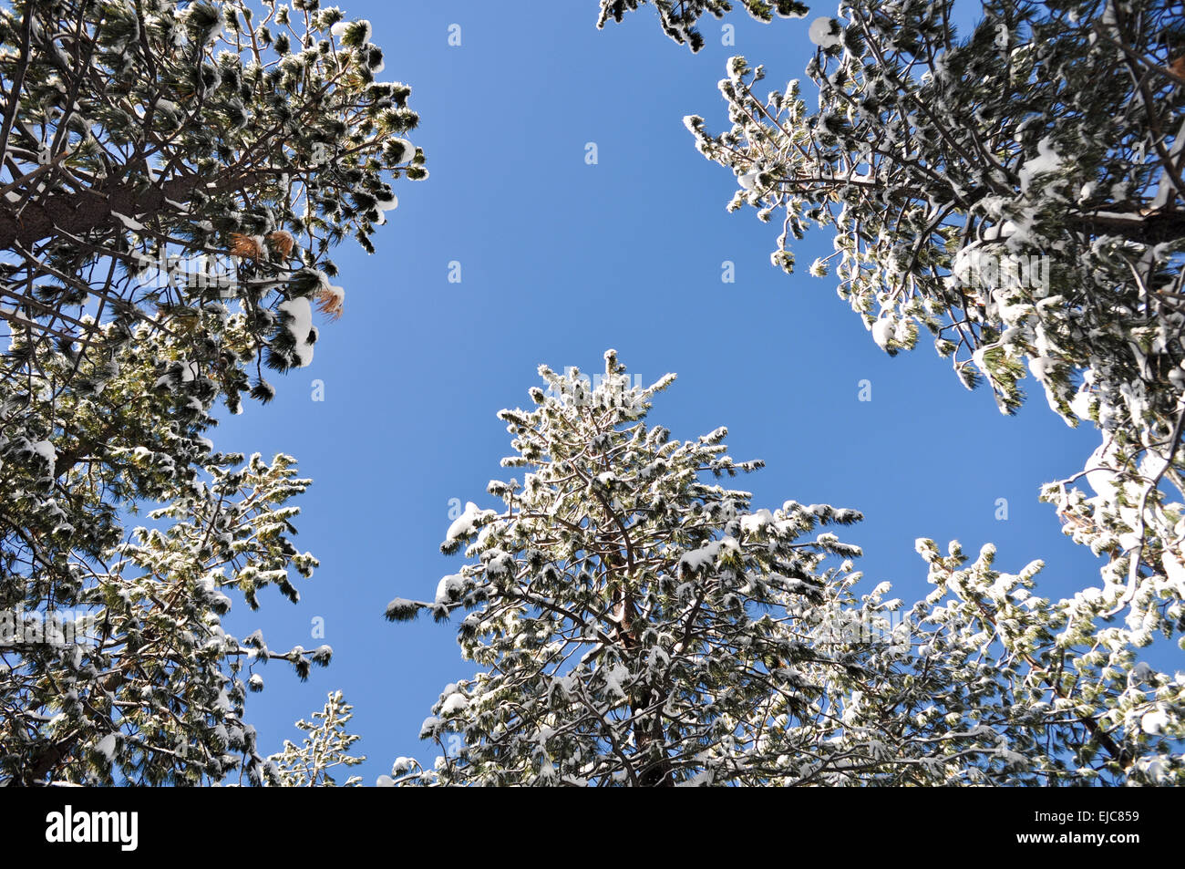 Snow Covered Trees and Blue Sky Stock Photo - Alamy