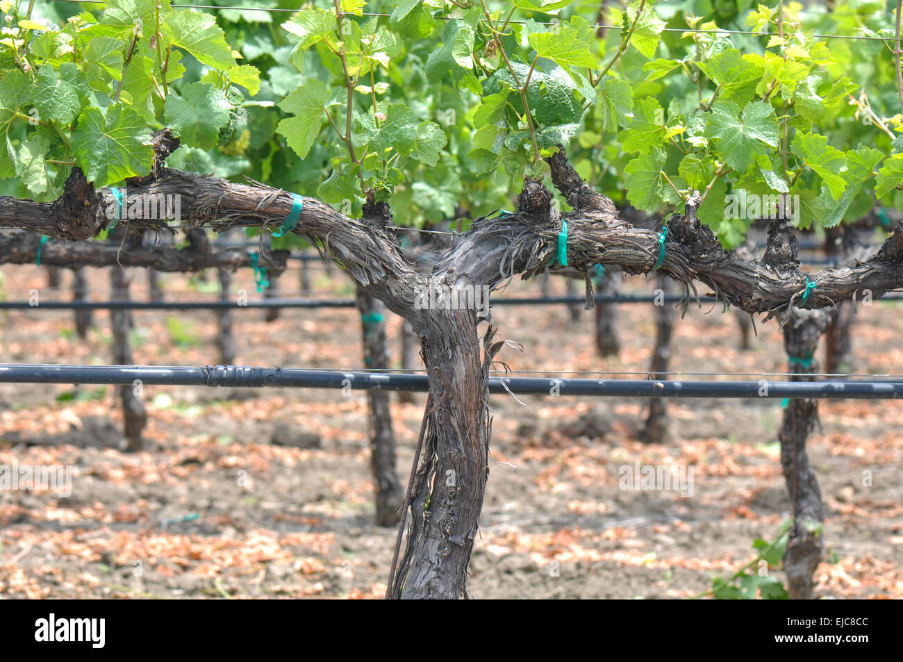 Grapes Vines in Vineyard during Spring Stock Photo - Alamy