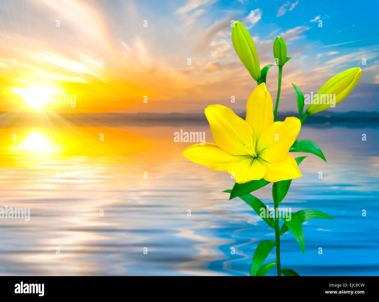 Colorful lily hi-res stock photography and images - Alamy