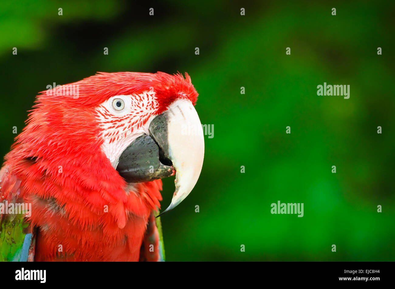 Red Parrot with Green Background Stock Photo - Alamy