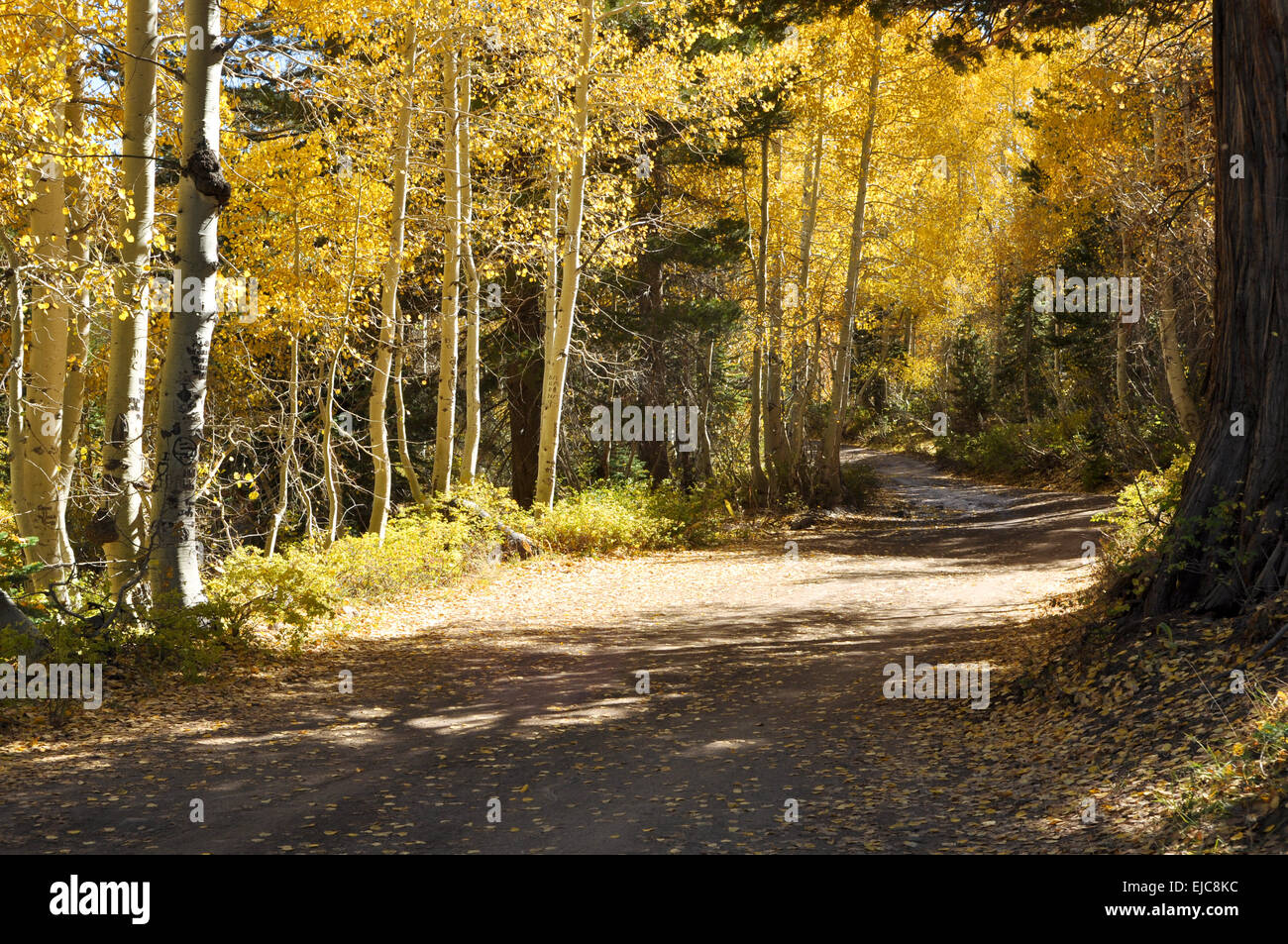 Autumn Trees and Dirt Road Stock Photo - Alamy