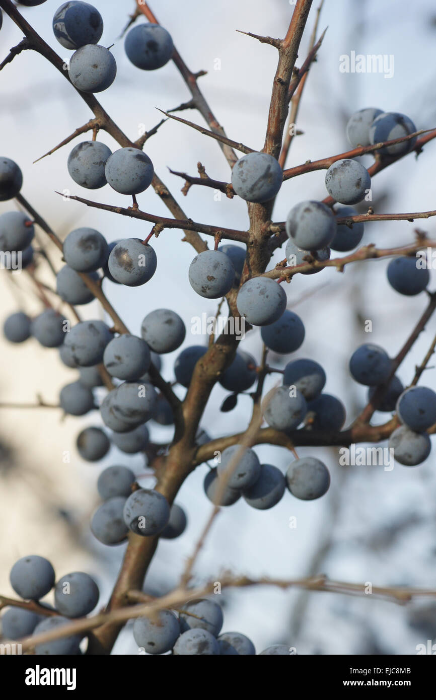 Sloe Hi res Stock Photography And Images Alamy sloe-hi-res-stock-photography-and-images-alamy