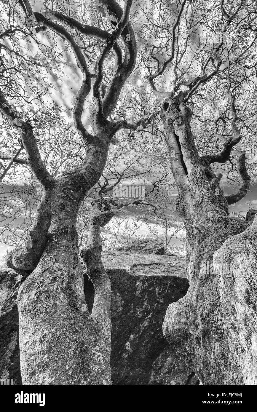 beeches, Rhoen, Germany Stock Photo - Alamy