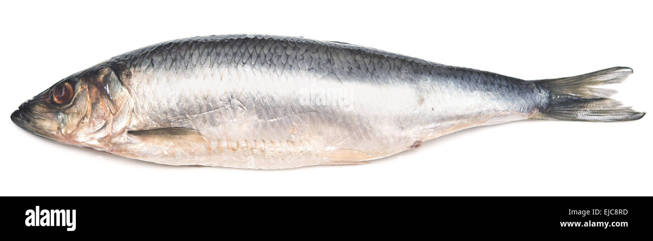 Herring underwater hi-res stock photography and images - Alamy