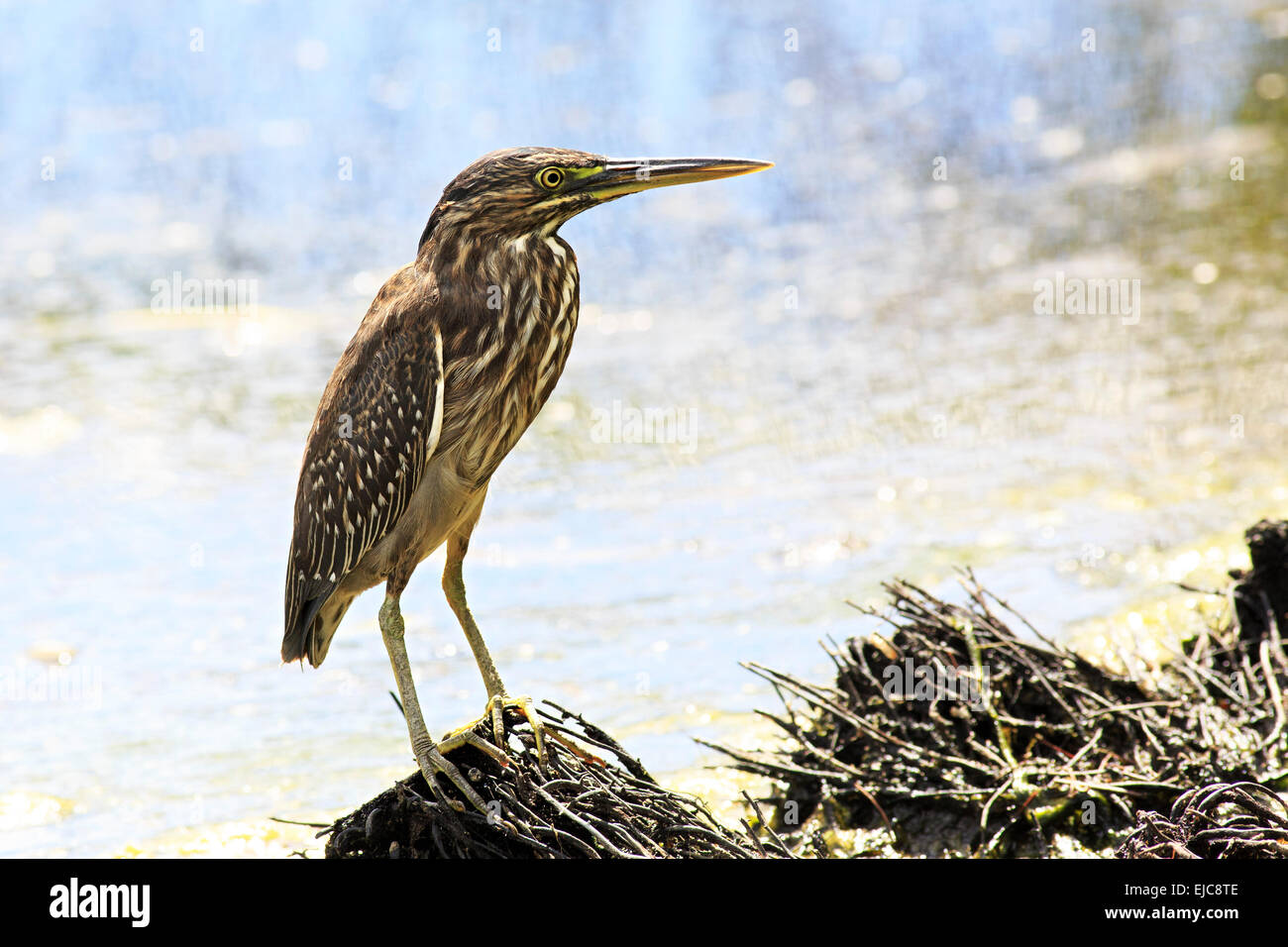 Indian bittern hi-res stock photography and images - Alamy