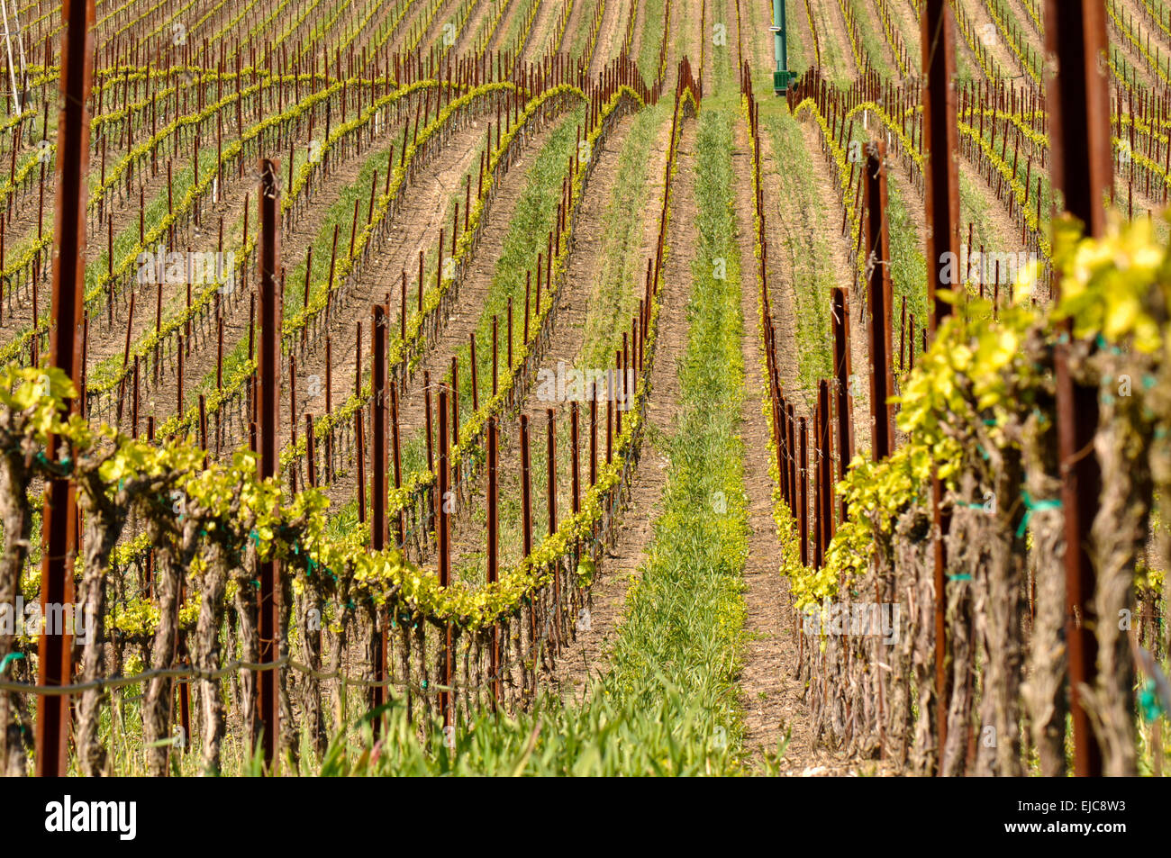 Vineyard in Spring Stock Photo - Alamy