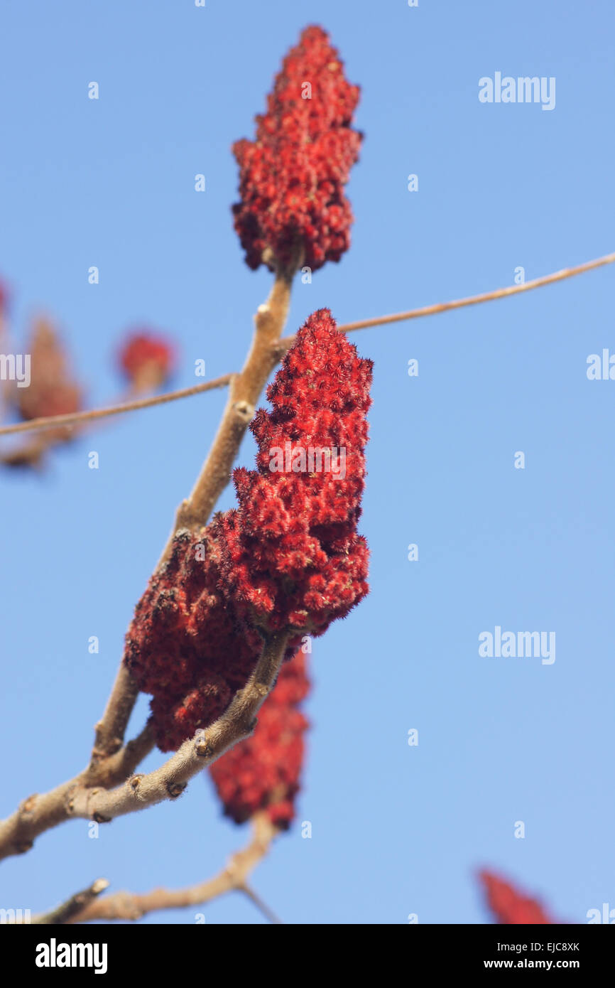 Sumac hi-res stock photography and images - Alamy