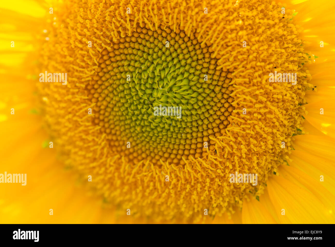Sunflower Close Up Stock Photo - Alamy