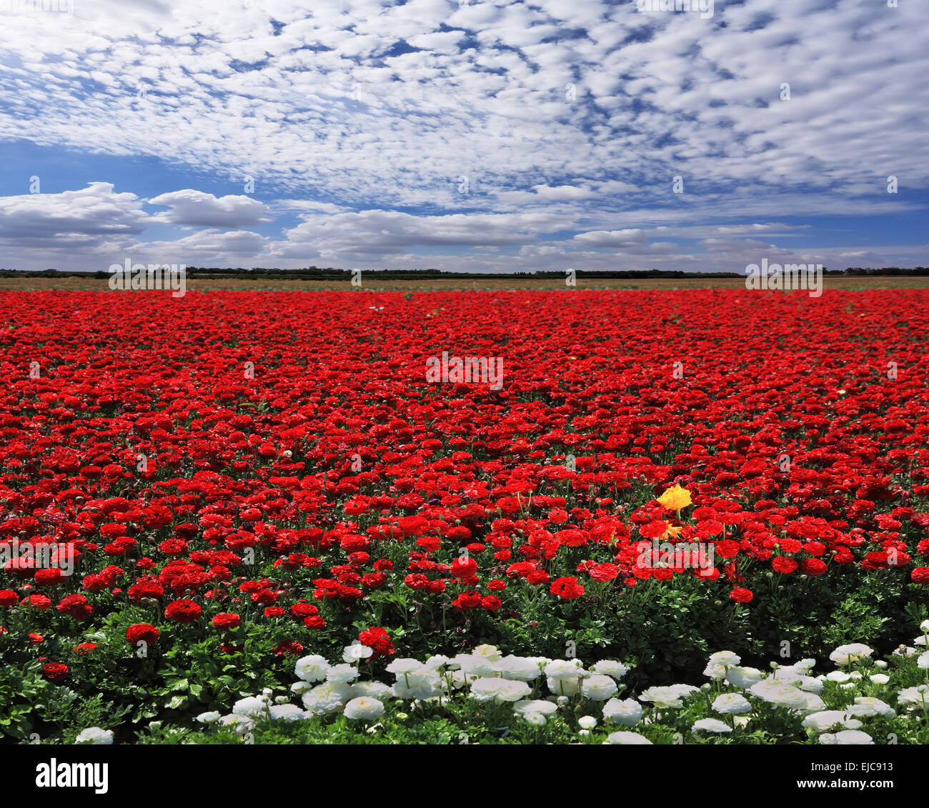 Spring in Israel Stock Photo - Alamy