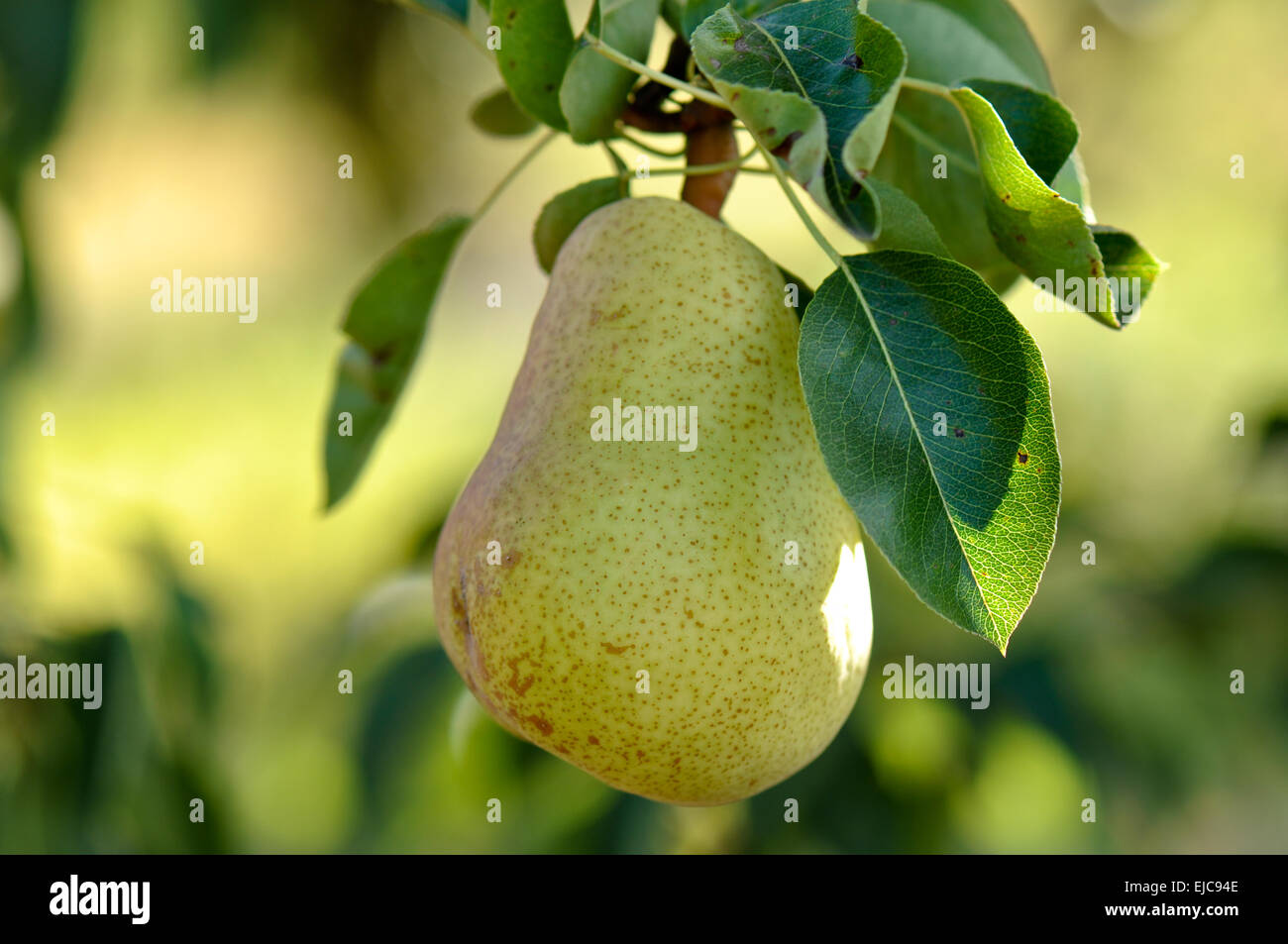 Pear on a Tree Stock Photo - Alamy