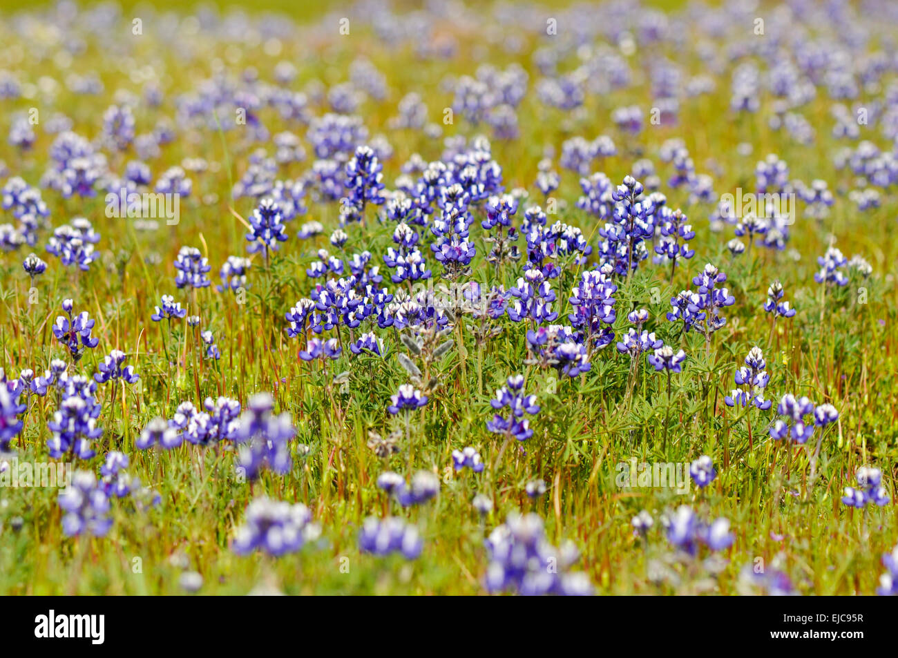 Texas Blue Bonnet Stock Photo - Alamy