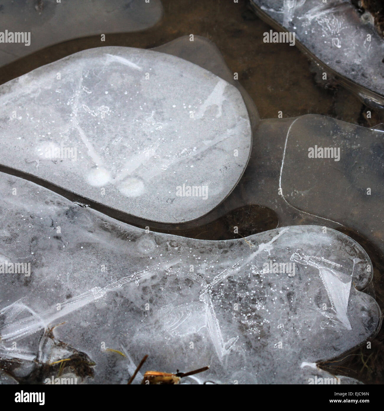 Wasserlacke hi-res stock photography and images - Alamy