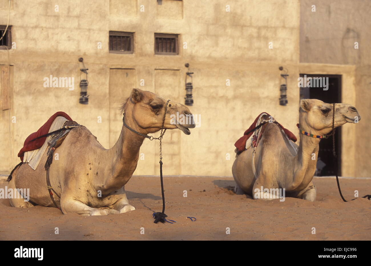 Kamel dubai hi-res stock photography and images - Alamy