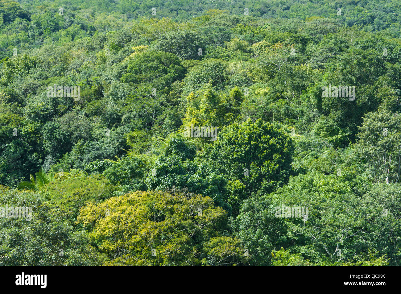 Rain forest background Stock Photo - Alamy