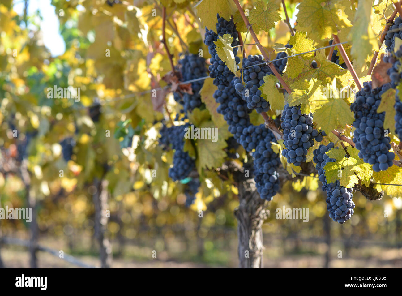 Golden grape growing in hi-res stock photography and images - Alamy